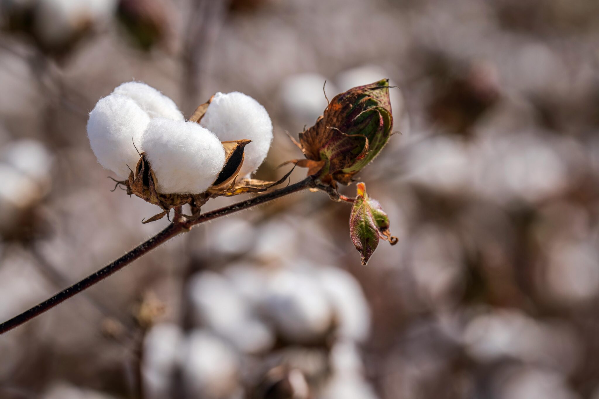 Understanding Cotton Standards: A Guide to Sustainable Sourcing ...
